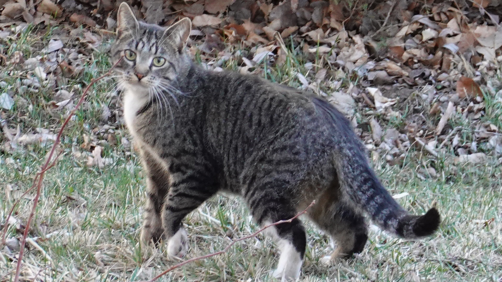 Missing Cat : r/FortCollins